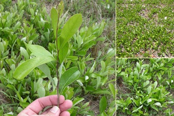 The Longleaf: An Urban Forest Legend: Gopher Apple